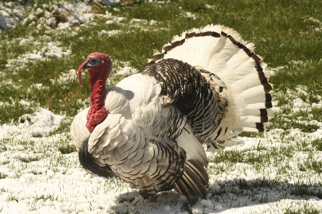 Going cold turkey | News, Sports, Jobs - Adirondack Daily Enterprise